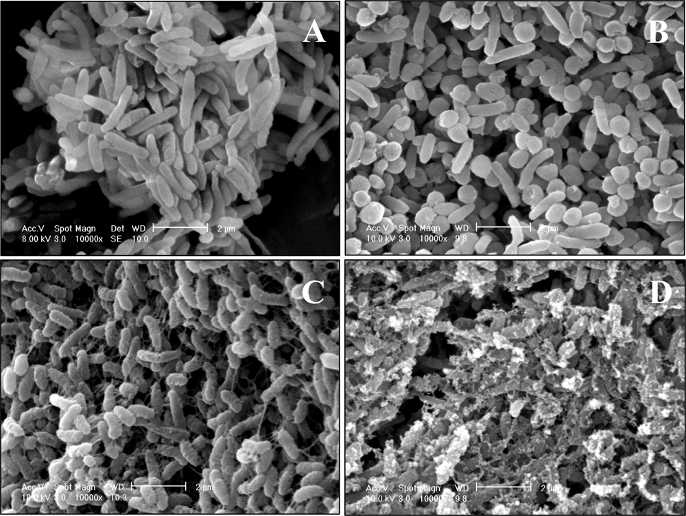 Accelerator Analysis of Tributyltin Adsorbed onto the Surface of a ...