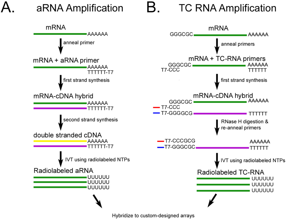 Terminal Continuation (TC) RNA Amplification Enables Expression ...