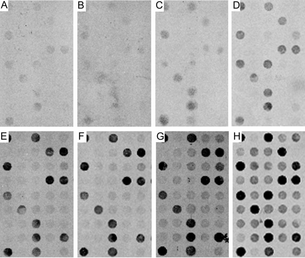 Terminal Continuation (TC) RNA Amplification Enables Expression ...