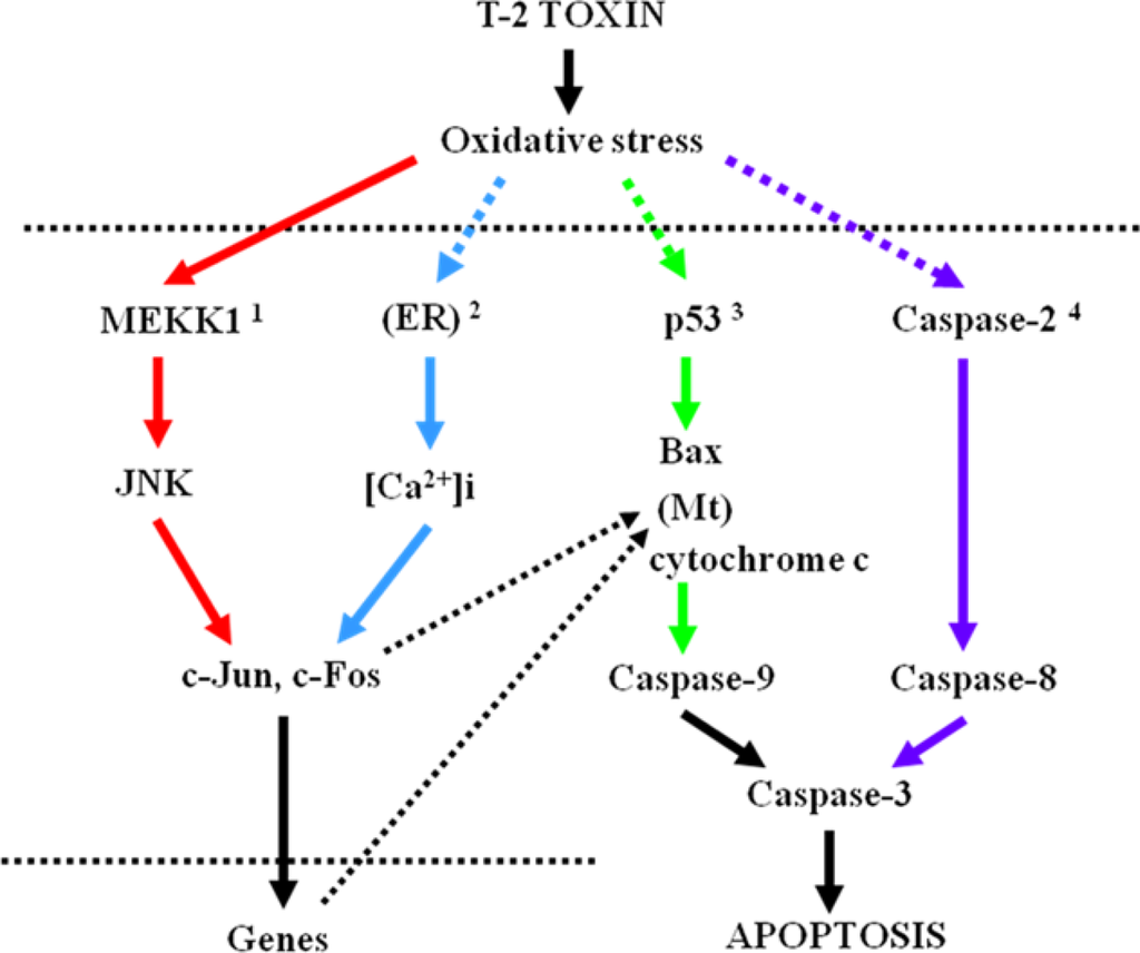 T-2 Toxin-induced Toxicity in Pregnant Mice and Rats
