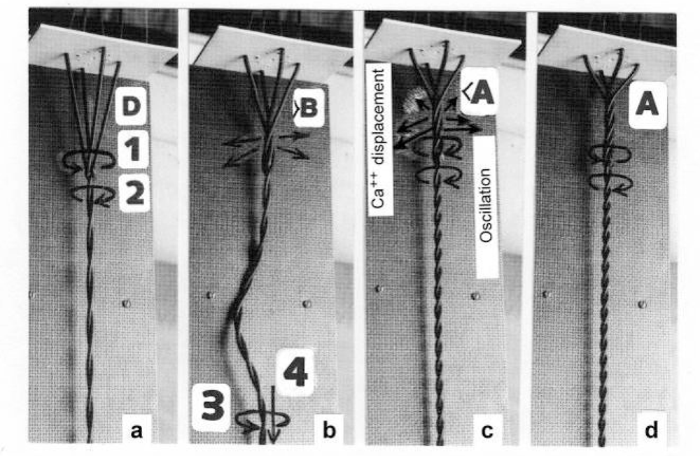 Large-scale Models Reveal the Two-component Mechanics of Striated Muscle