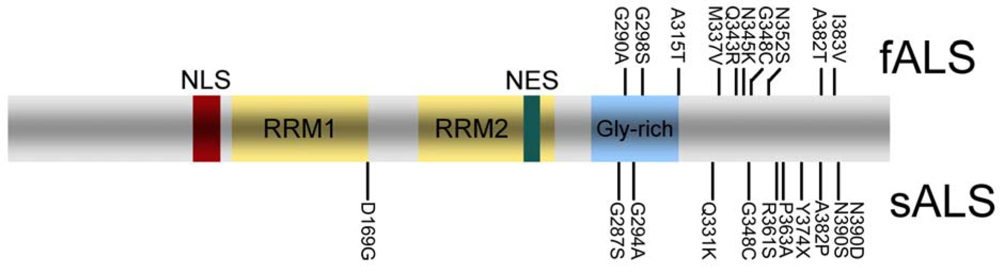 Molecular Neuropathology of TDP-43 Proteinopathies