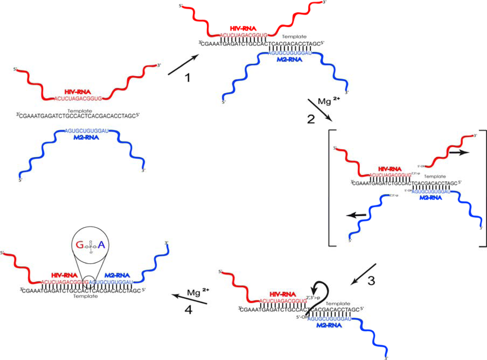 Non-Enzymatic Template-Directed Recombination of RNAs