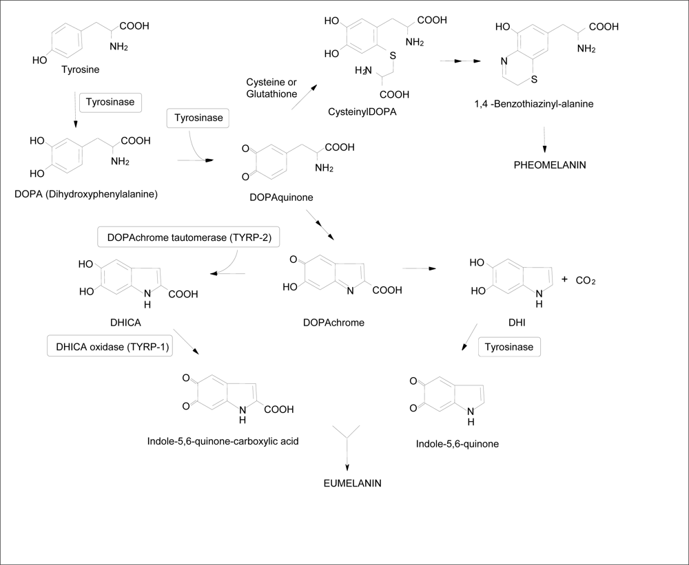 Mechanisms Regulating Skin Pigmentation: The Rise and Fall of ...