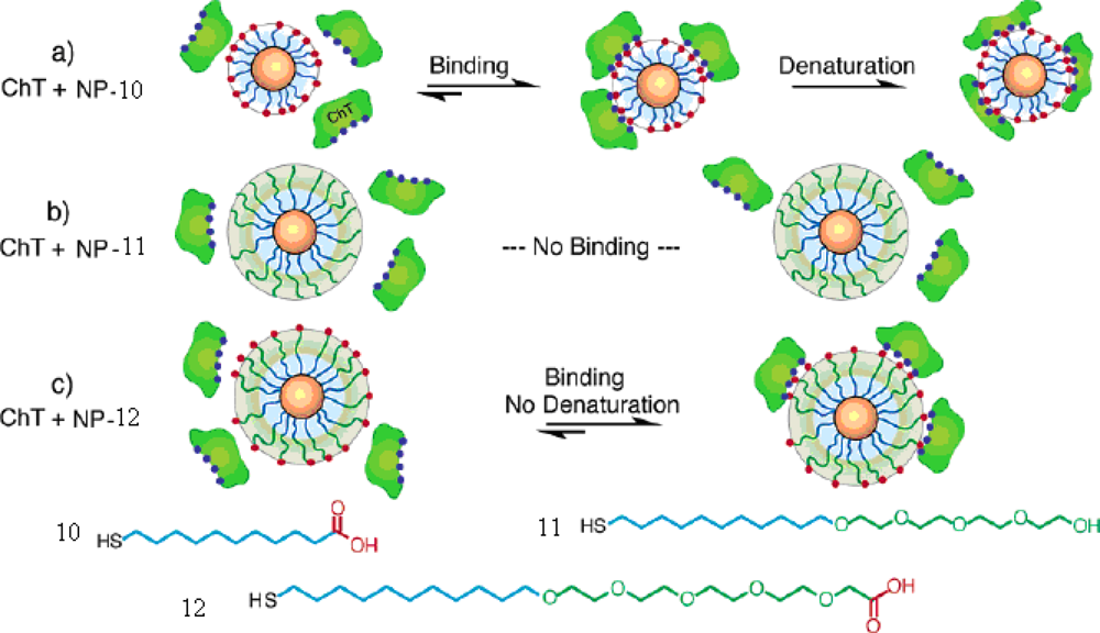Regulation of Enzyme Activity through Interactions with Nanoparticles