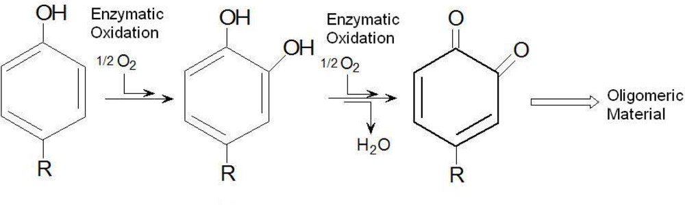 Enzymatic Reactions in Near Critical CO2: The Effect of Pressure on ...