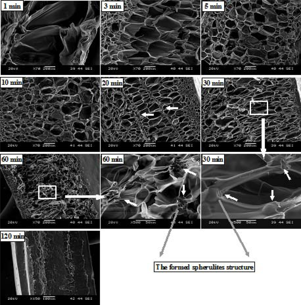 A Study of the Crystallization, Melting, and Foaming Behaviors of ...