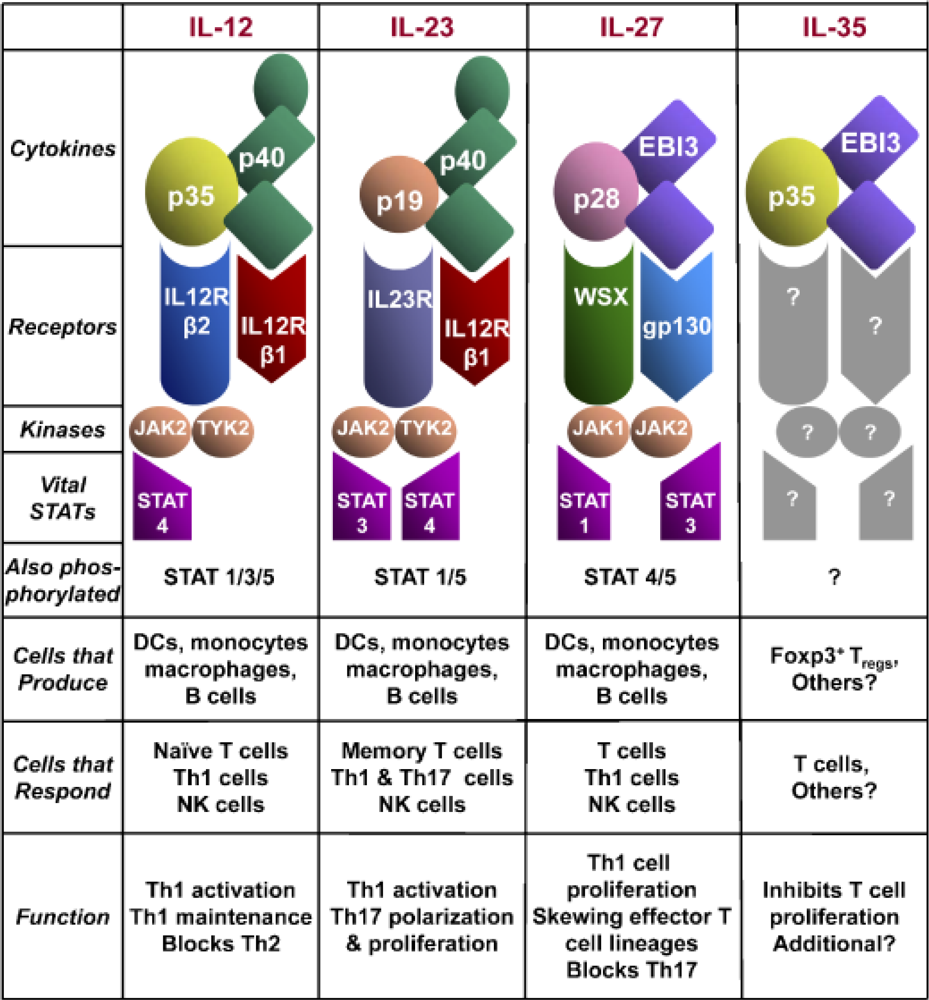 Interleukin 12 a Key Immunoregulatory Cytokine in Infection Applications