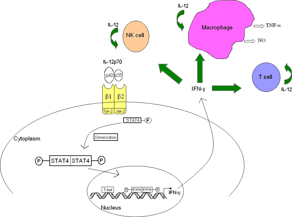 Interleukin 12 a Key Immunoregulatory Cytokine in Infection Applications