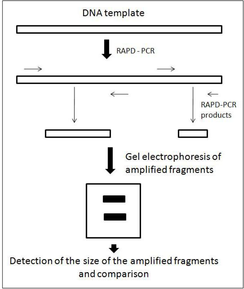 IJMS | Free Full-Text | A Brief Review of Molecular Techniques to Assess Plant Diversity
