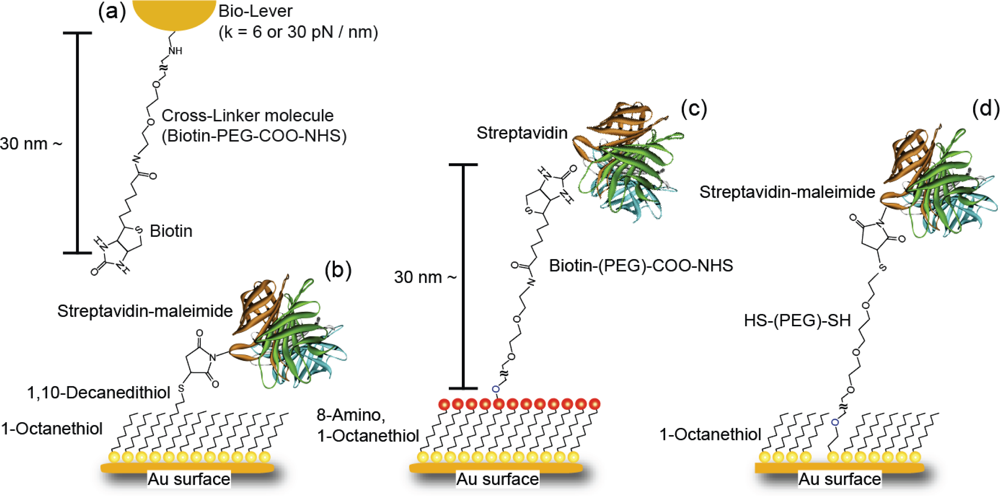 Reconsideration of Dynamic Force Spectroscopy Analysis of Streptavidin ...