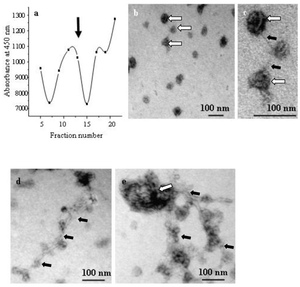 A Selective Assay to Detect Chitin and Biologically Active Nano ...
