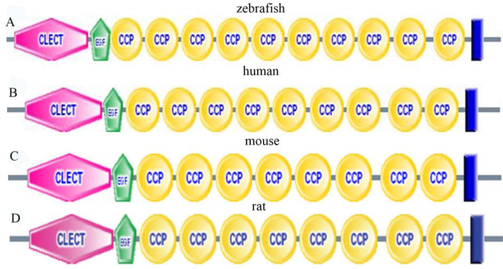 IJMS | Free Full-Text | Molecular Cloning and Expression Analysis of P ...