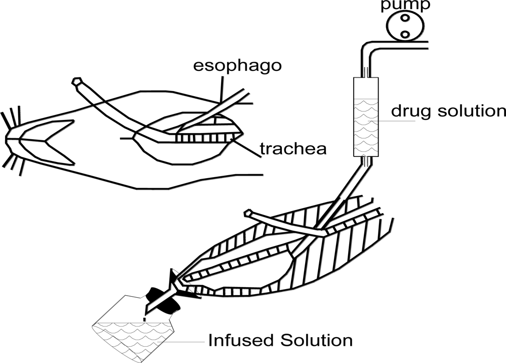 In Situ and in Vivo Study of Nasal Absorption of Paeonol in Rats