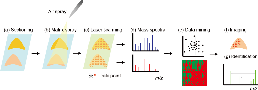 Matrix-Assisted Laser Desorption/Ionization Imaging Mass Spectrometry
