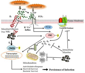 IJMS | Free Full-Text | The Role of Reactive-Oxygen-Species in ...