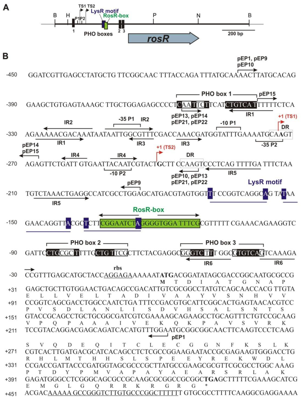 Modulation of rosR Expression and Exopolysaccharide Production in ...