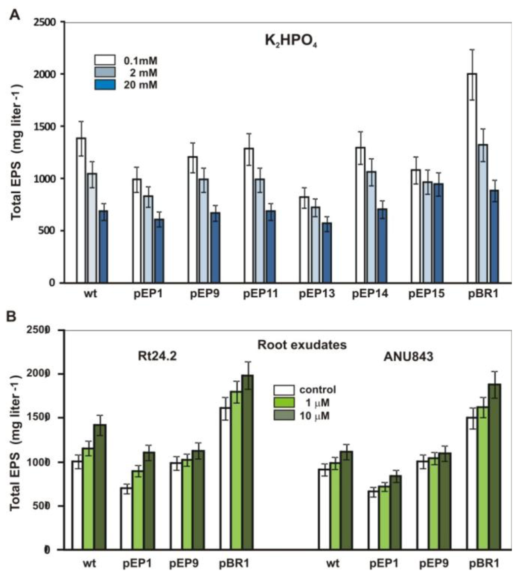 Modulation of rosR Expression and Exopolysaccharide Production in ...