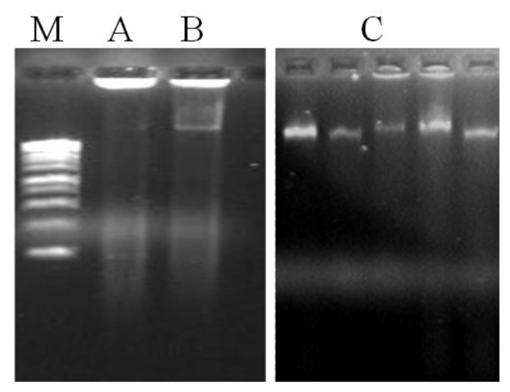 Optimization Of Dna Extraction For Rapd And Issr Analysis Of Arbutus Unedo L Leaves