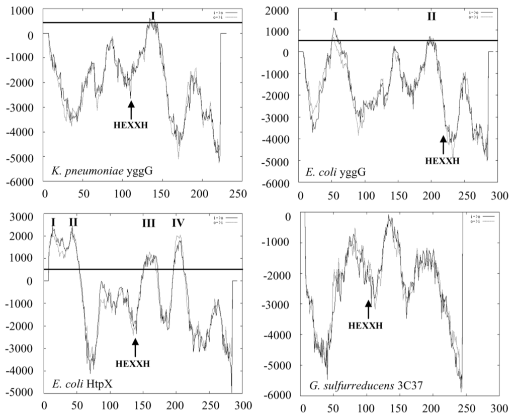 Klebsiella pneumoniae yggG Gene Product: A Zinc-Dependent Metalloprotease