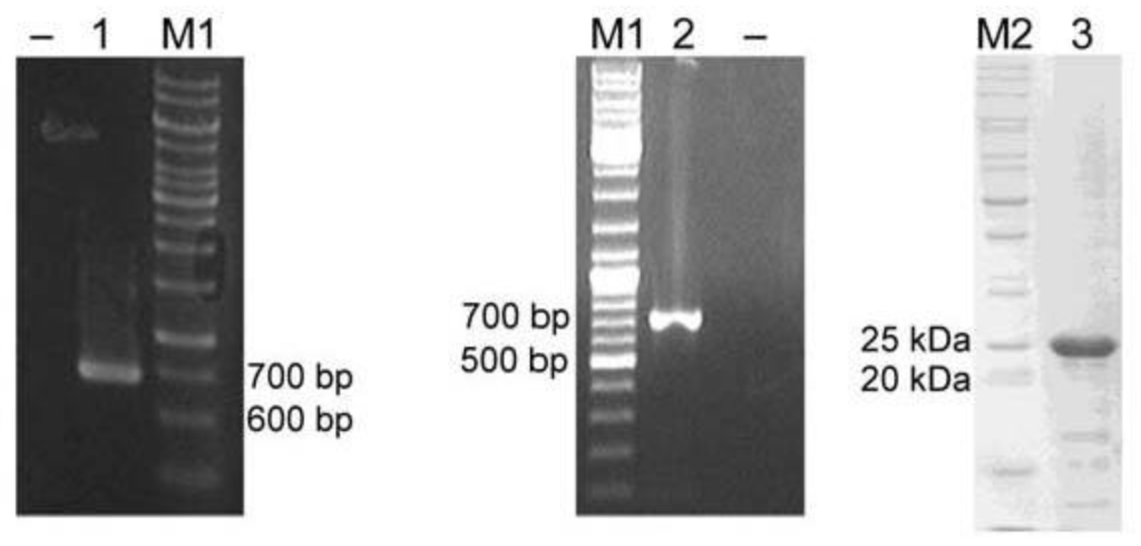 Klebsiella pneumoniae yggG Gene Product: A Zinc-Dependent Metalloprotease