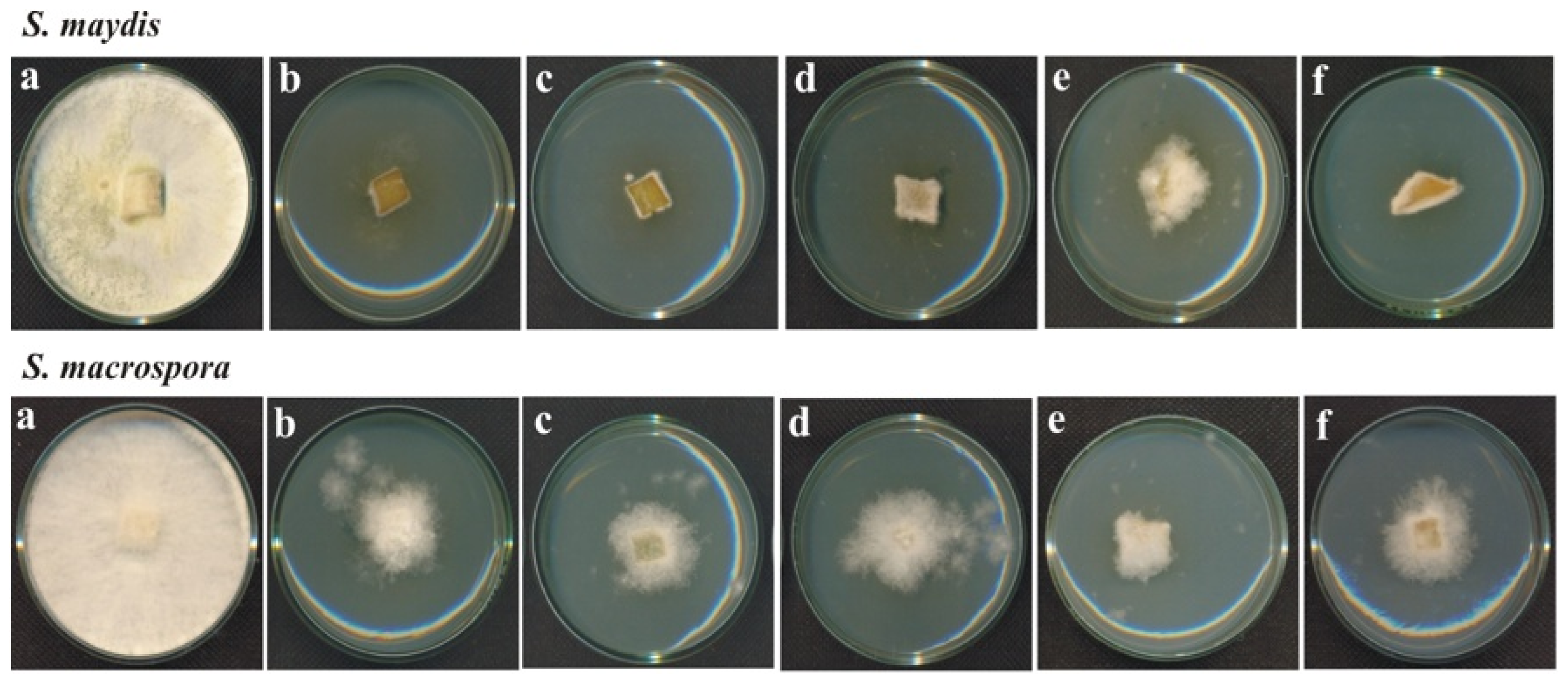 Ijms Free Full Text Isolation Of Bacteria With Antifungal Activity