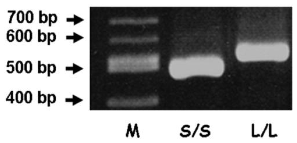 Modulation of Human Serotonin Transporter Expression by 5-HTTLPR in ...