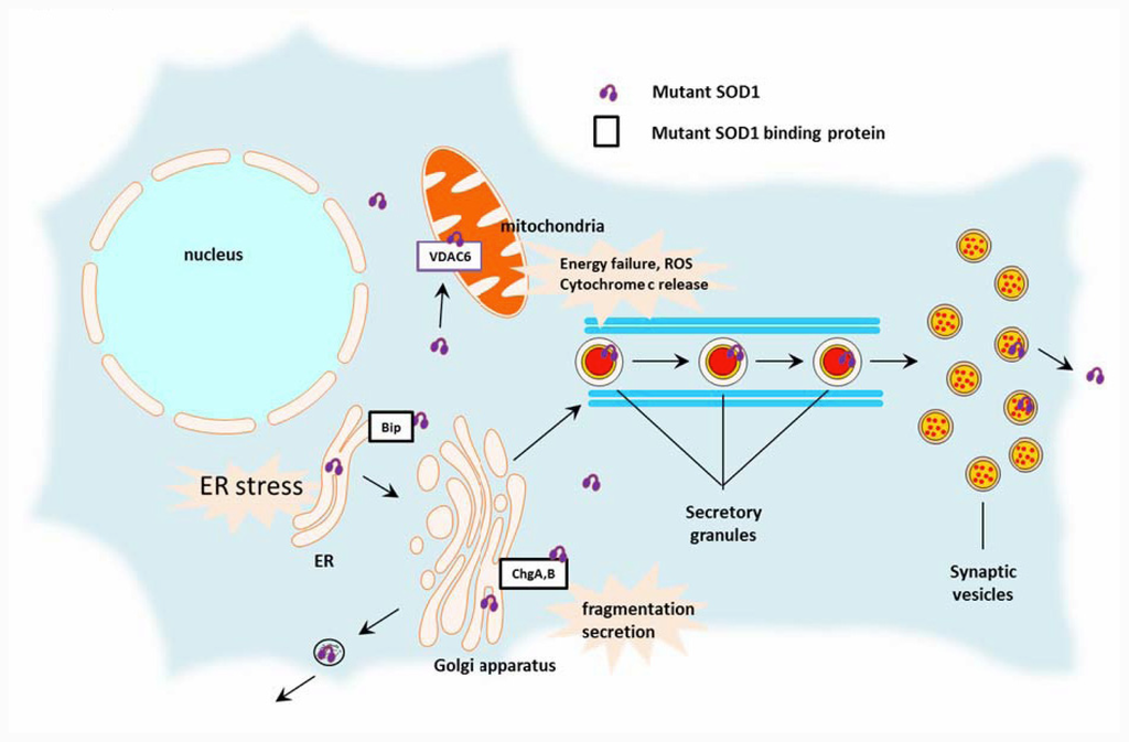 Protein Misdirection Inside and Outside Motor Neurons in Amyotrophic ...