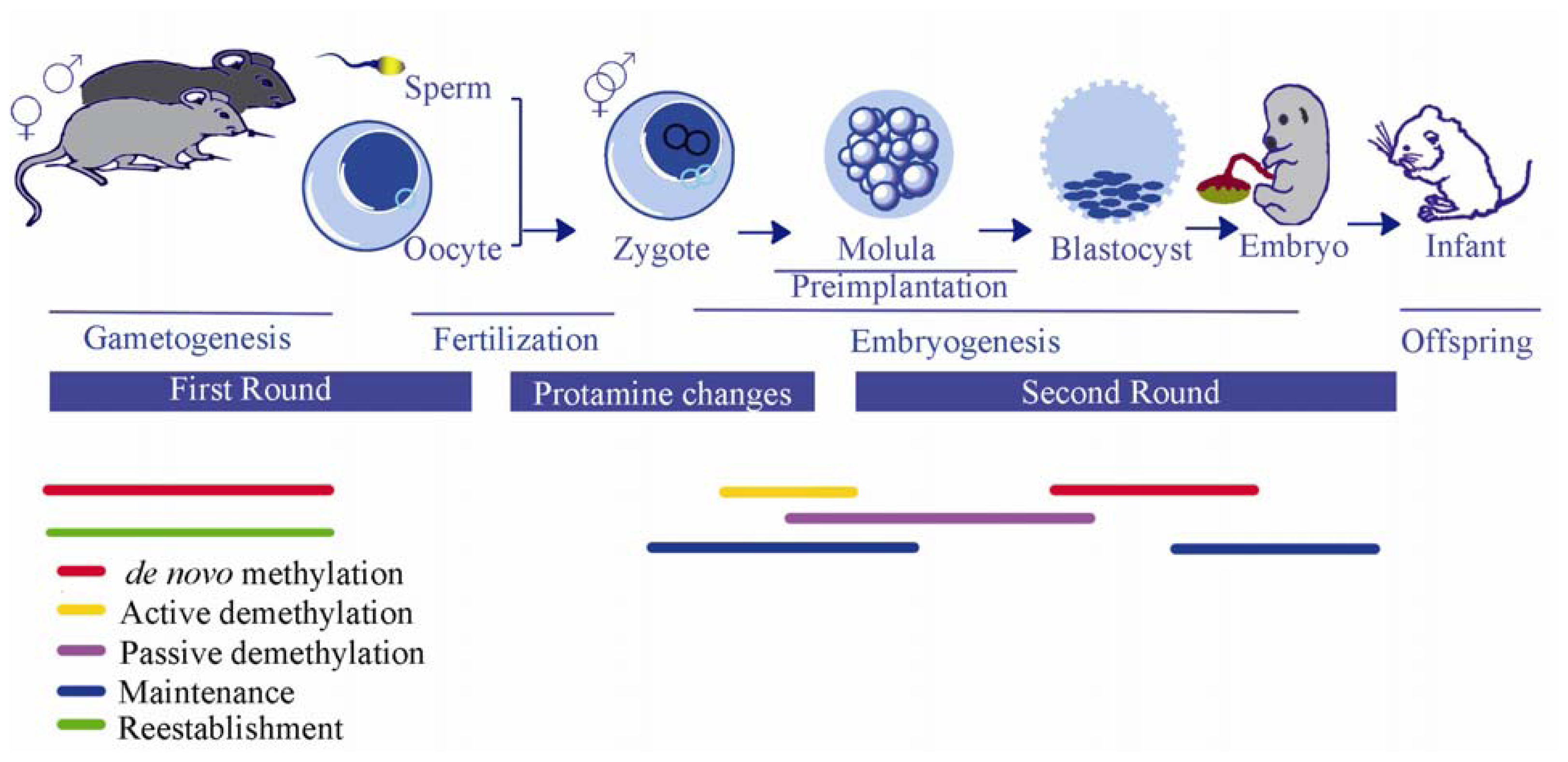 A Concise Review on Epigenetic Regulation: Insight into Molecular ...