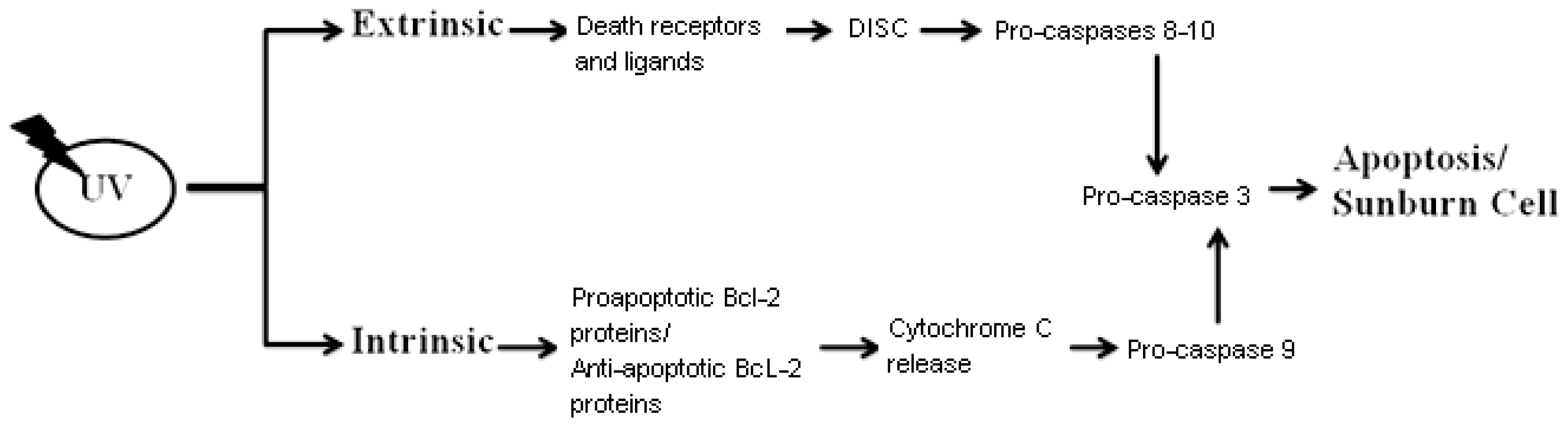 The Role of the E2F Transcription Factor Family in UV-Induced Apoptosis