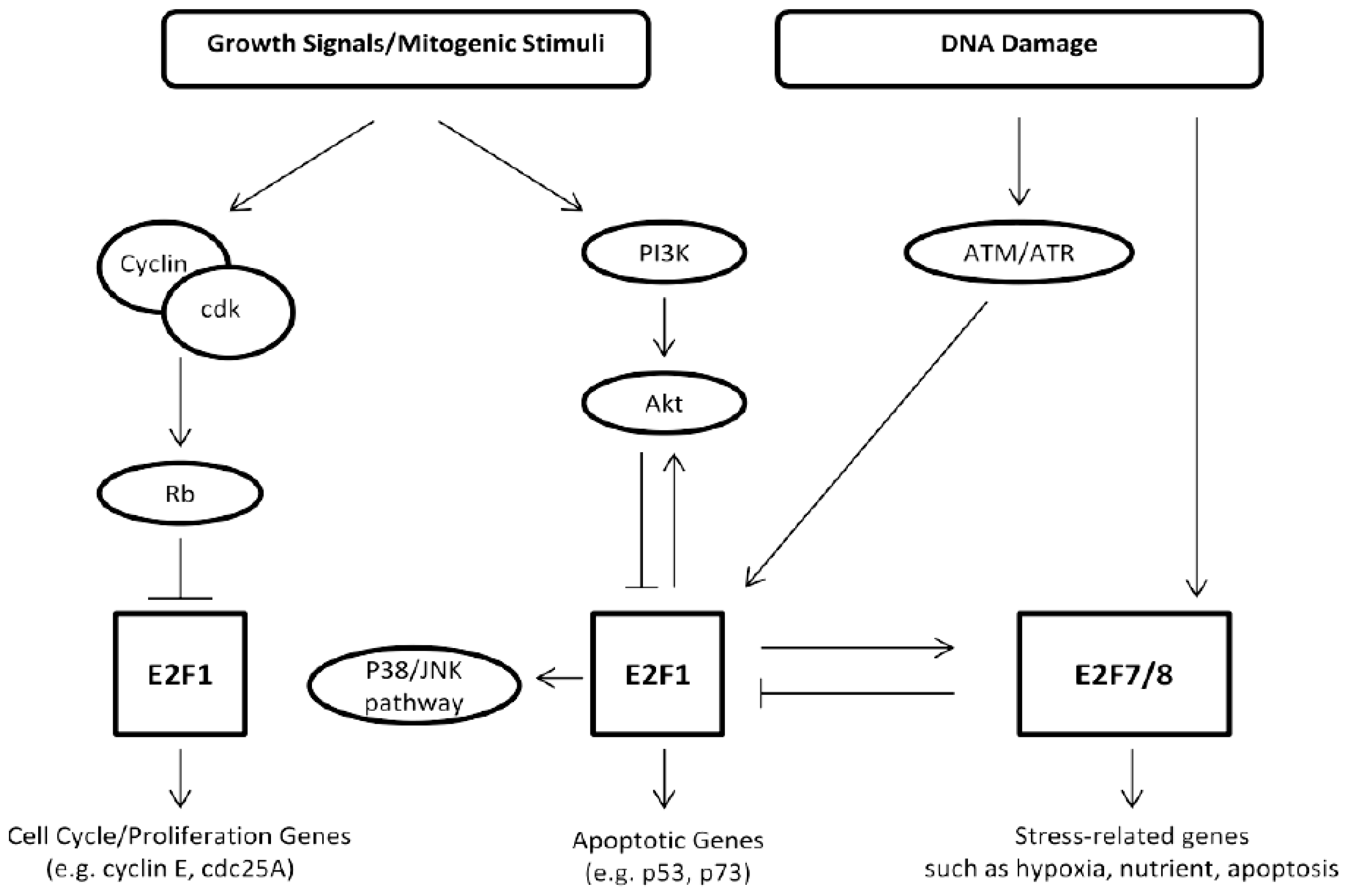 The Role of the E2F Transcription Factor Family in UV-Induced Apoptosis