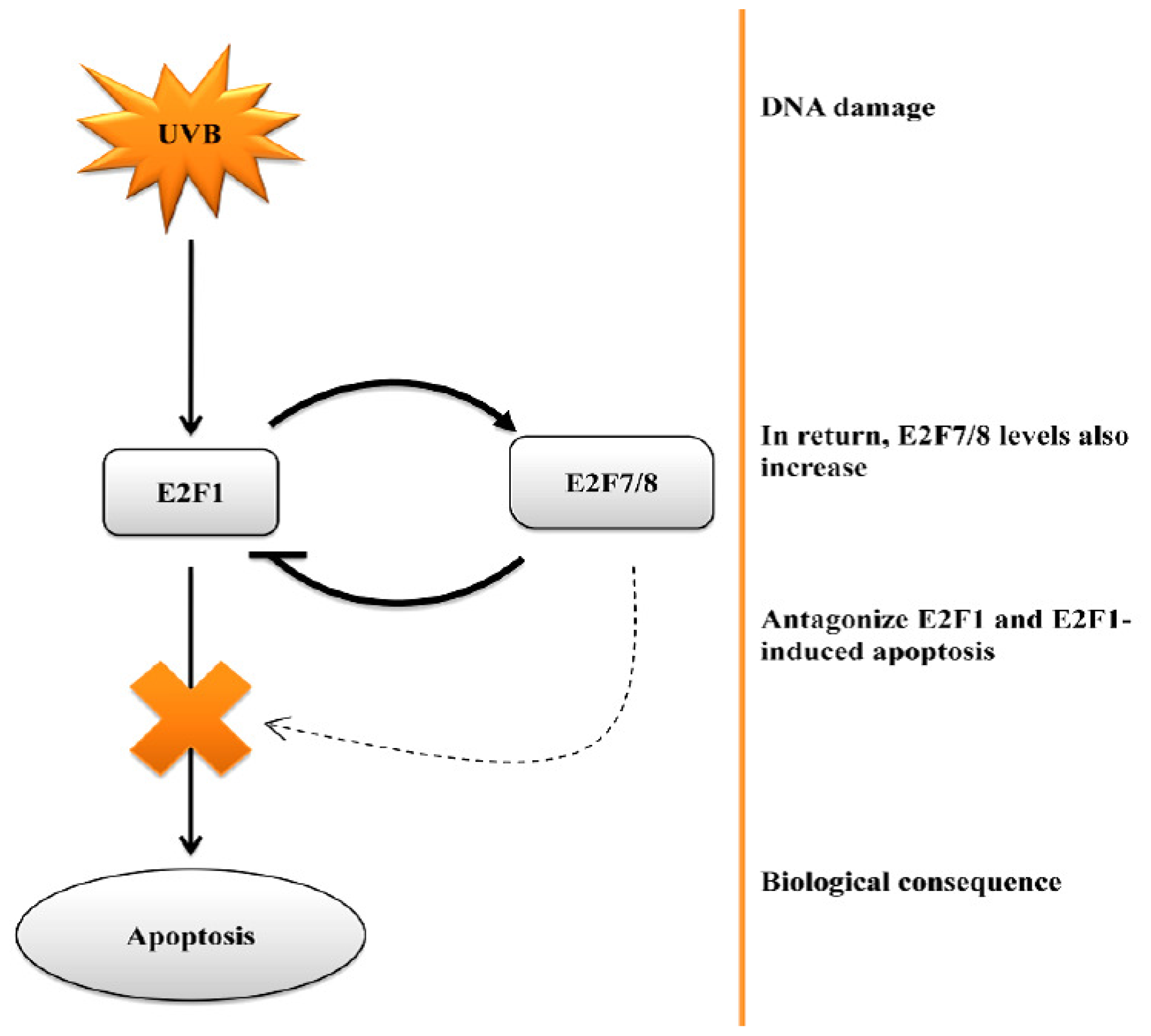 The Role of the E2F Transcription Factor Family in UV-Induced Apoptosis