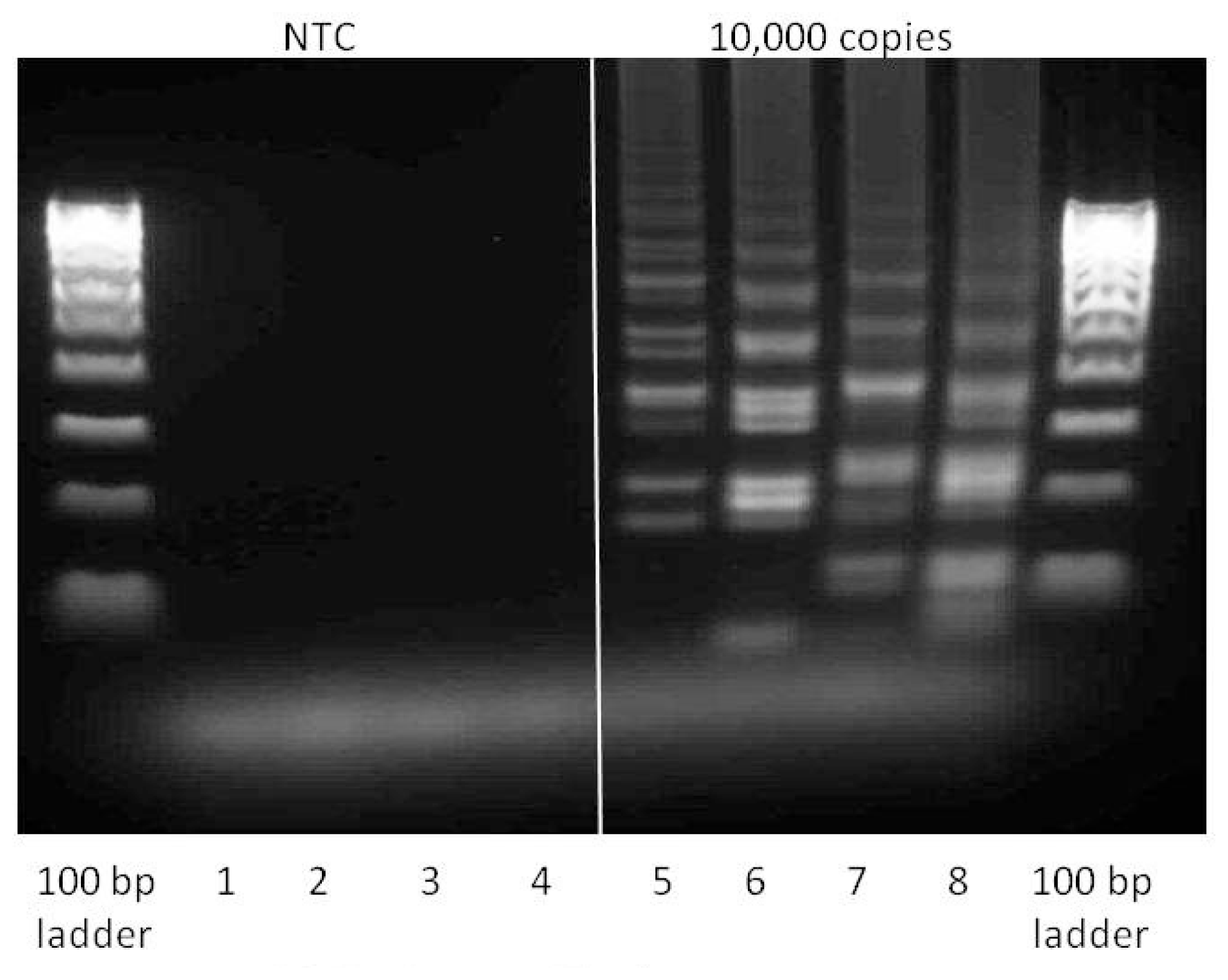 Loop-Mediated Amplification Accelerated by Stem Primers