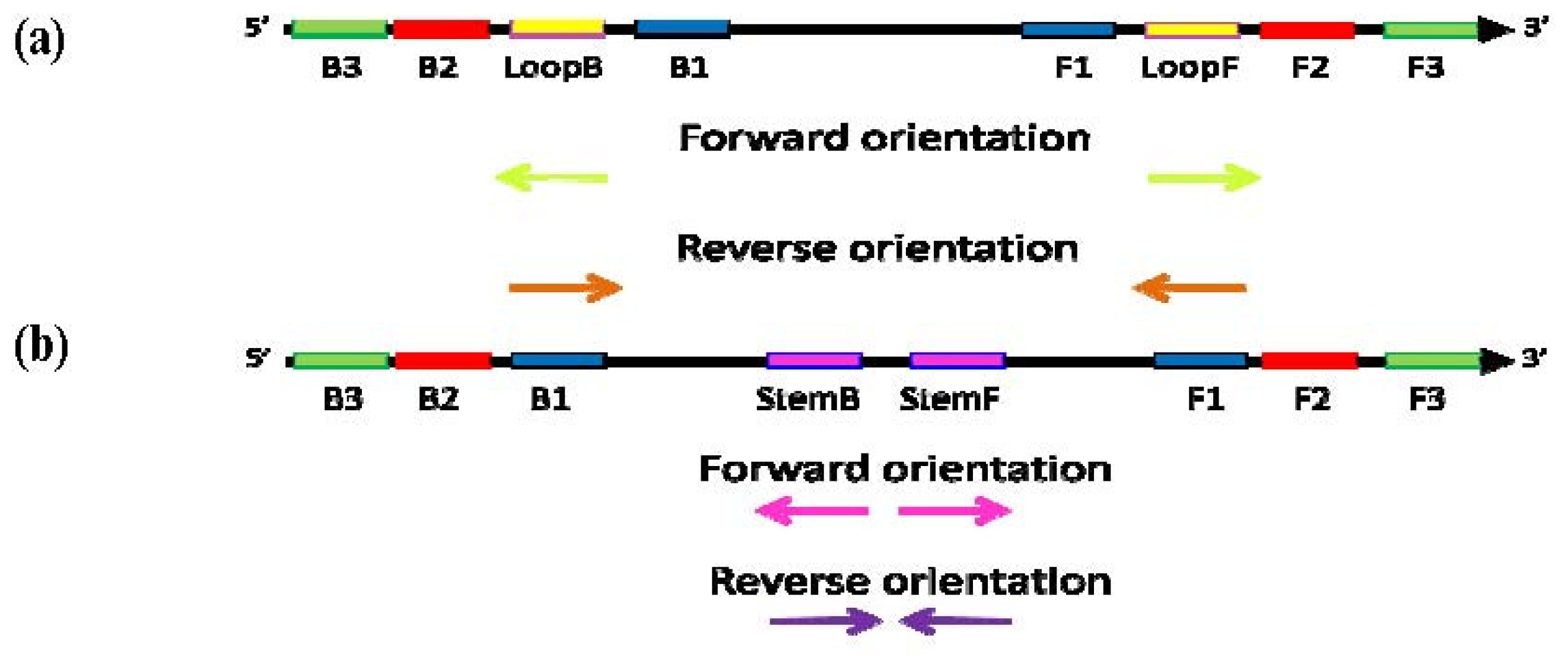 Loop-Mediated Amplification Accelerated by Stem Primers