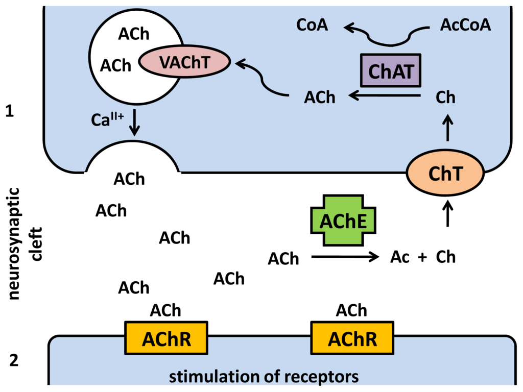 IJMS | Free Full-Text | Alpha7 Nicotinic Acetylcholine Receptor Is a ...