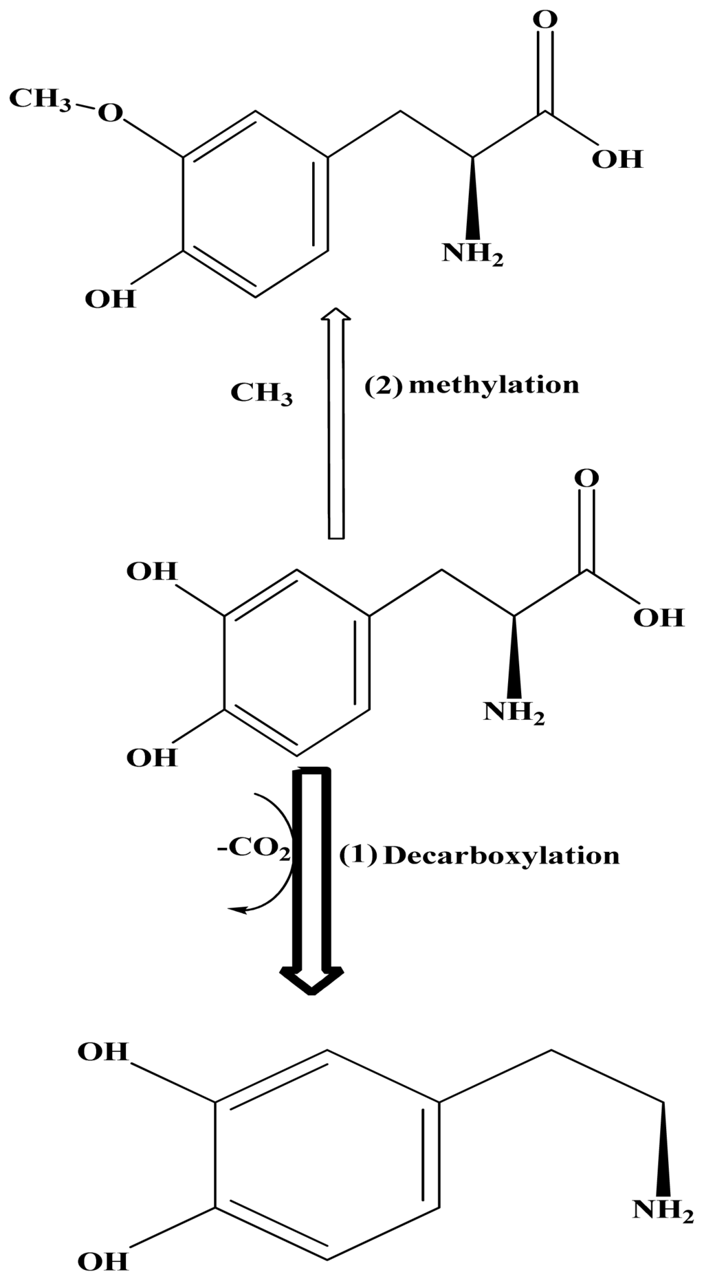 Toward the Understanding of the Metabolism of Levodopa I. DFT ...