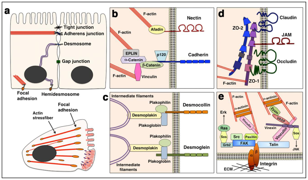 Cell Adhesion and Its Endocytic Regulation in Cell Migration during ...