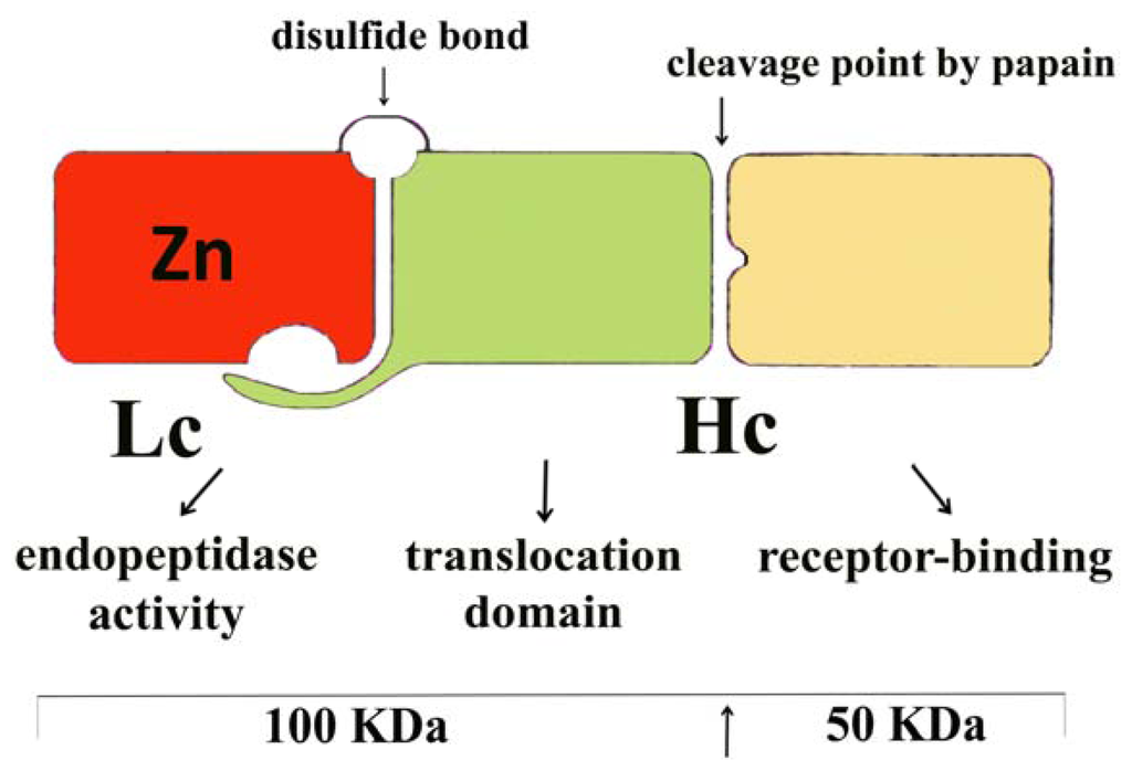 Fragment C of Tetanus Toxin: New Insights into Its Neuronal Signaling ...