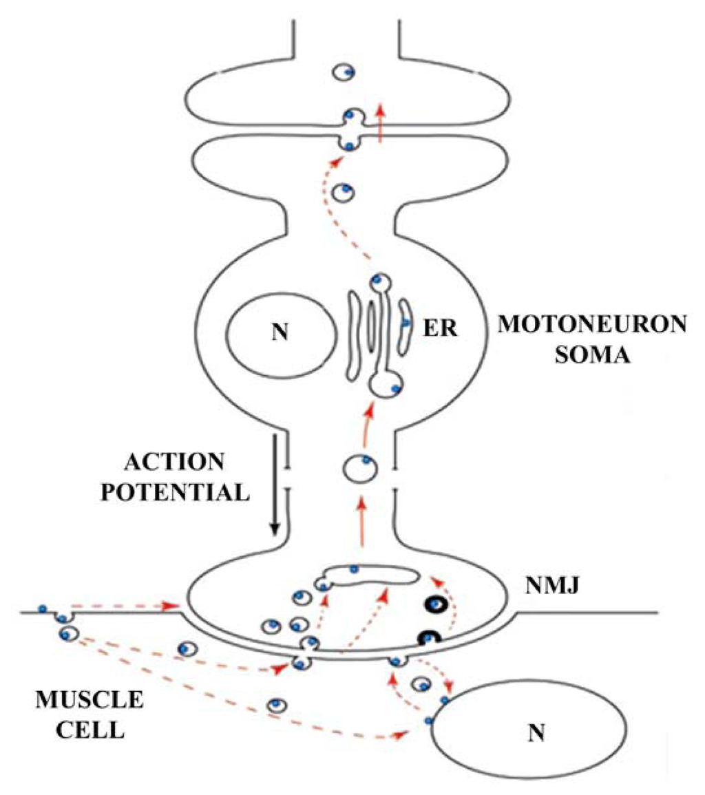 Fragment C of Tetanus Toxin: New Insights into Its Neuronal Signaling ...