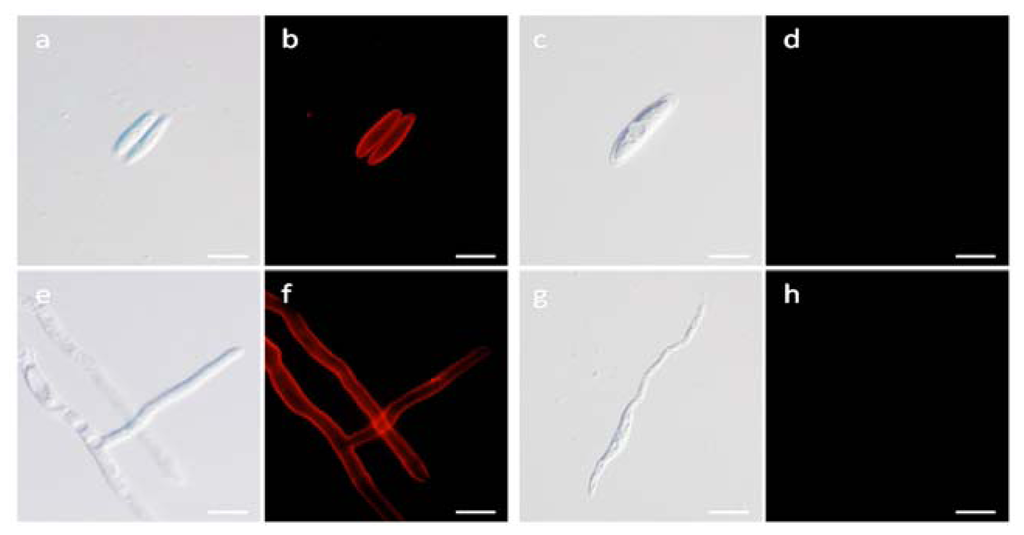 Generation of a Highly Reactive Chicken-Derived Single-Chain Variable Fragment against Fusarium ...
