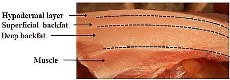 IJMS | Free Full-Text | Genome-Wide DNA Methylation Changes between the ...