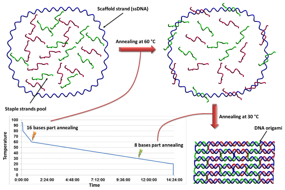 Structural DNA Nanotechnology: From Design to Applications