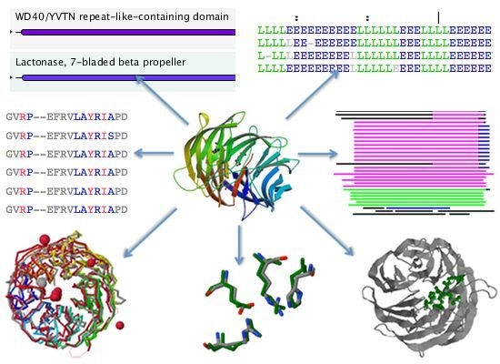 IJMS | Free Full-Text | Proteins of Unknown Function in the Protein ...