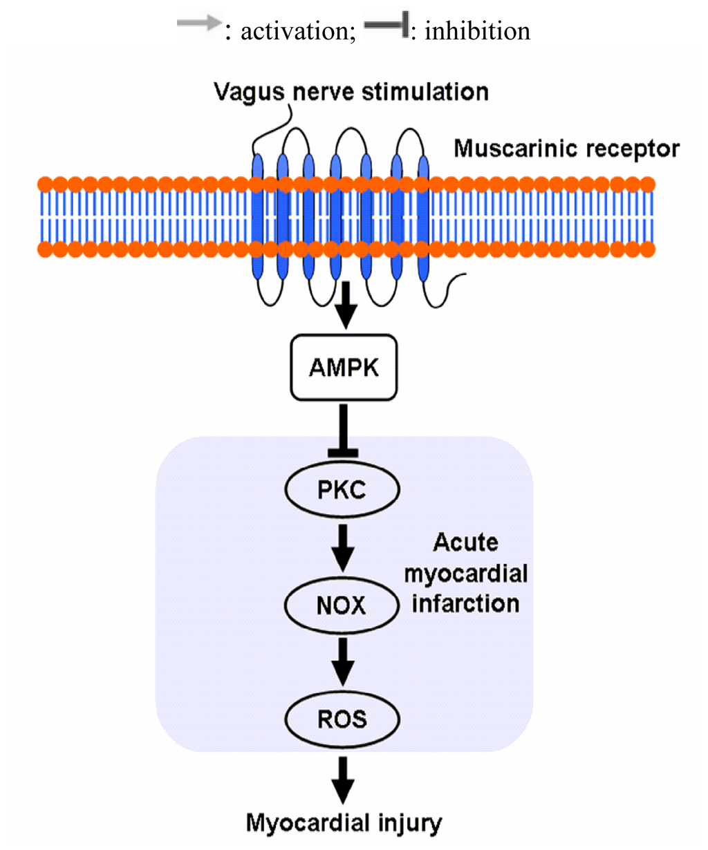 Protection against Ischemia-Induced Oxidative Stress Conferred by Vagal ...