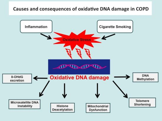 IJMS | Free Full-Text | DNA Damage Due to Oxidative Stress in Chronic ...