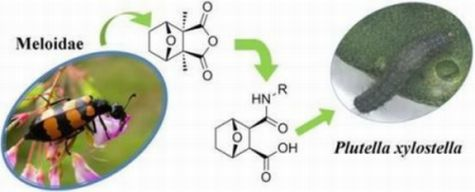 IJMS | Free Full-Text | Cantharidin and Its Anhydride-Modified ...