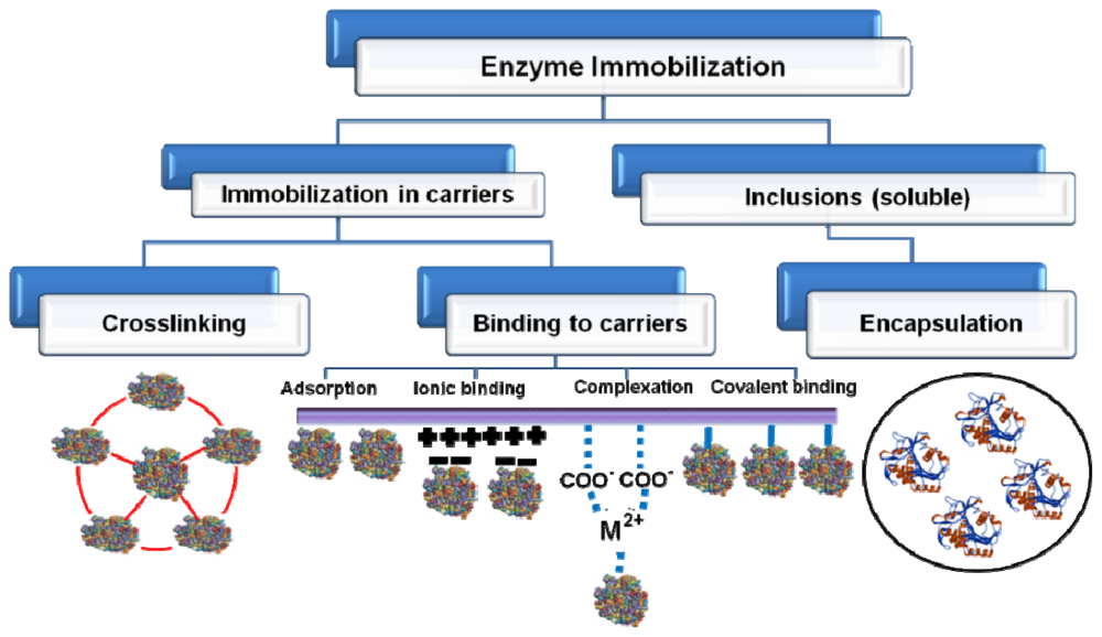 Ijms Free Full Text From Protein Engineering To Immobilization