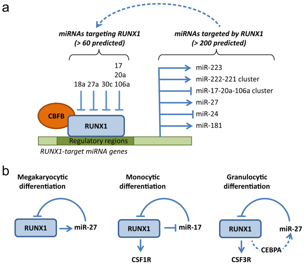 Ijms Free Full Text Runx1 A Microrna Hub In Normal And Malignant