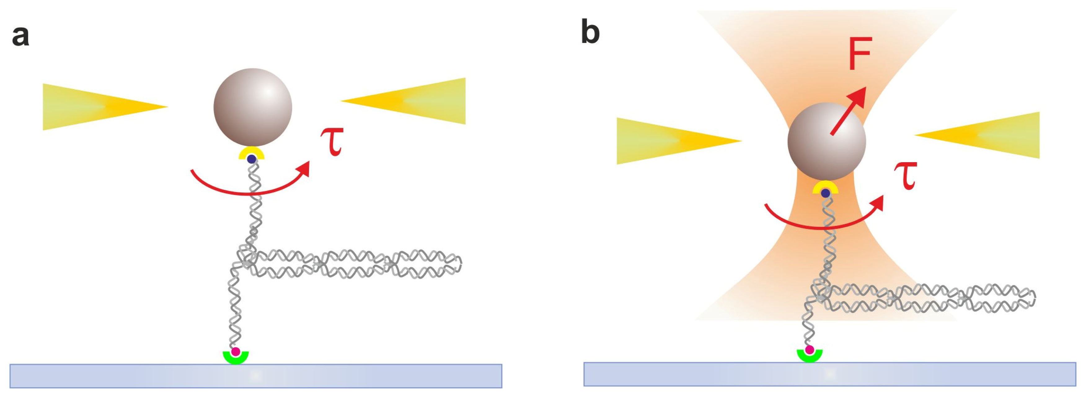 IJMS | Free Full-Text | Optical Methods to Study Protein-DNA ...