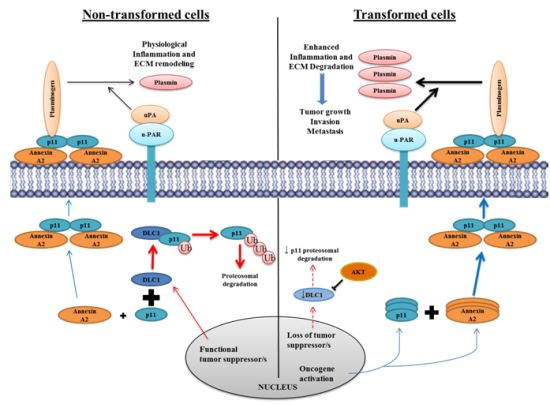IJMS | Free Full-Text | Annexin A2 Heterotetramer: Structure and Function
